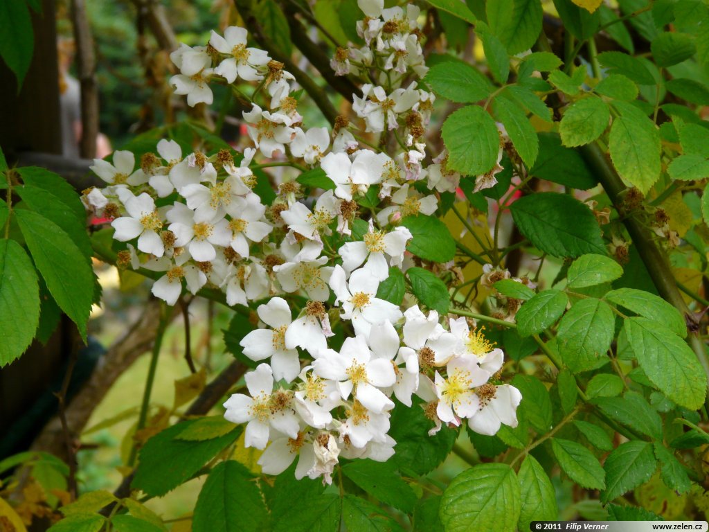 Rosa multiflora růže mnohokvětá intermedia polyantha
