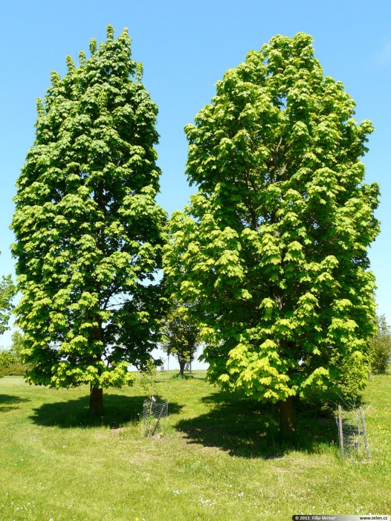 Acer platanoides Columnare javor mléč
