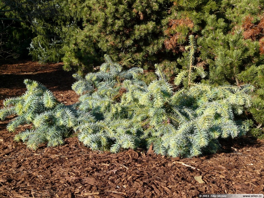 Cunninghamia lanceolata Glauca ostrolistec kopinatý Cunninghamia ...