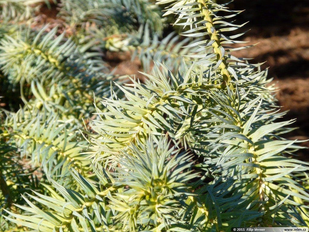 Cunninghamia lanceolata Glauca ostrolistec kopinatý Cunninghamia ...
