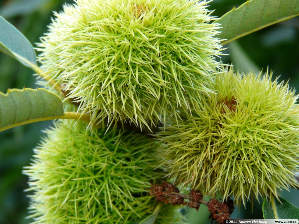 Castanea sativa kaštanovník jedlý Castanea vesca Castanea vulgaris