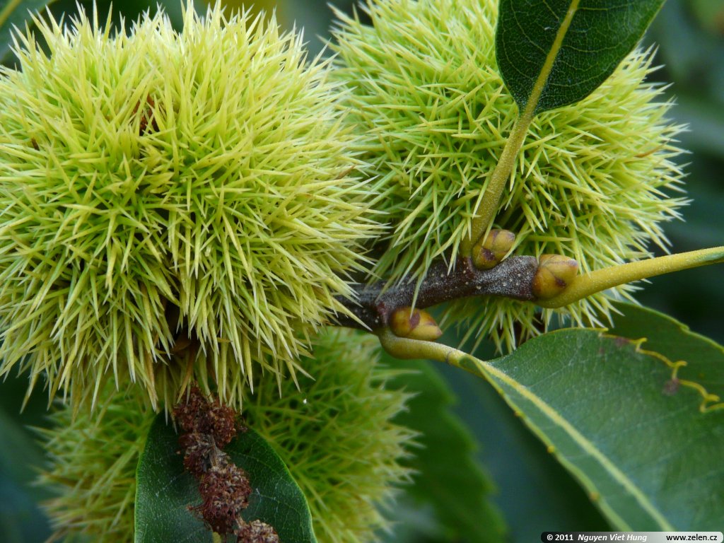 Castanea sativa kaštanovník jedlý Castanea vesca Castanea vulgaris