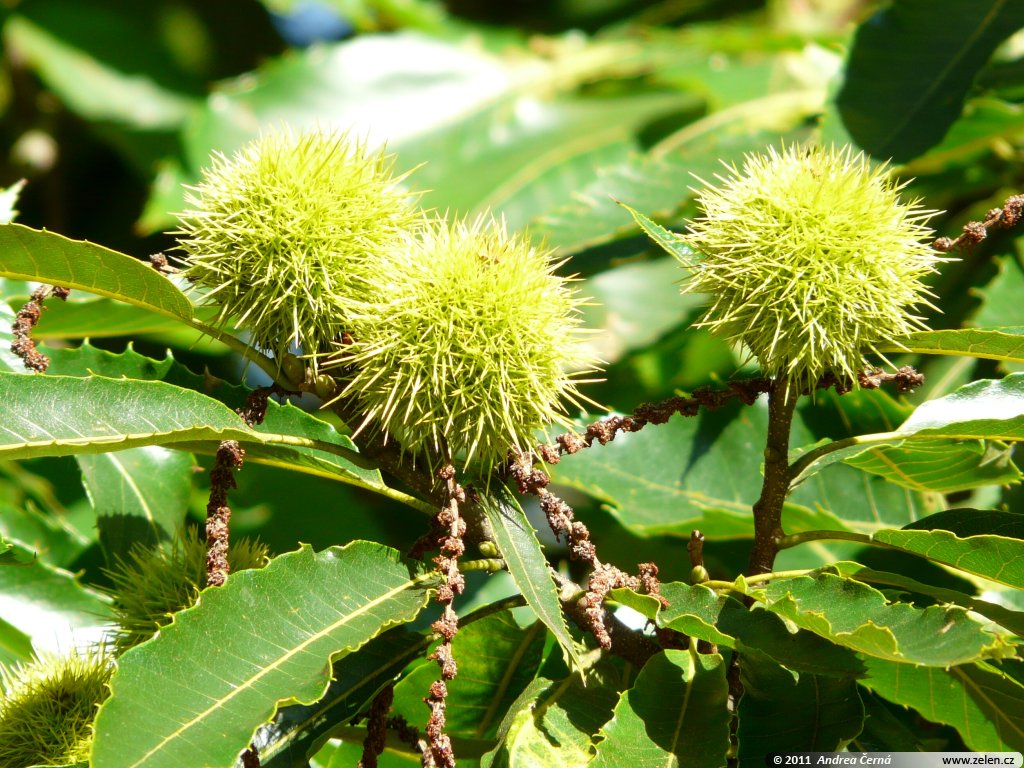 Castanea sativa kaštanovník jedlý Castanea vesca Castanea vulgaris