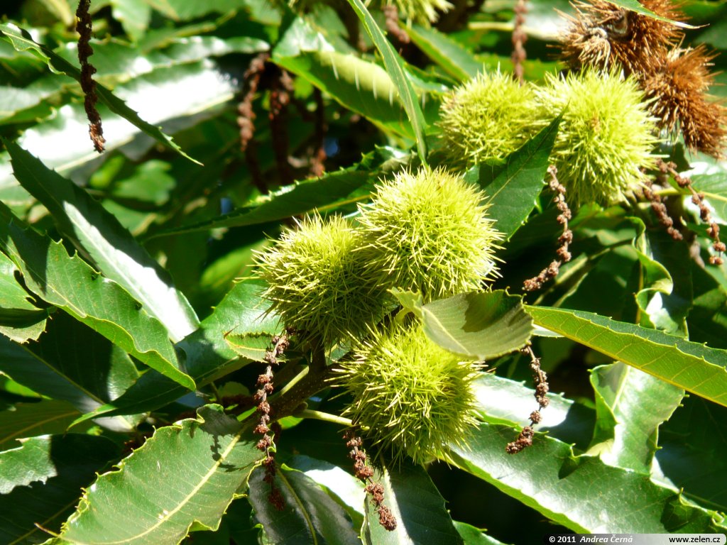 Castanea sativa kaštanovník jedlý Castanea vesca Castanea vulgaris