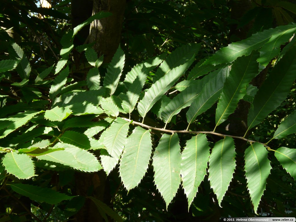 Castanea sativa kaštanovník jedlý Castanea vesca Castanea vulgaris