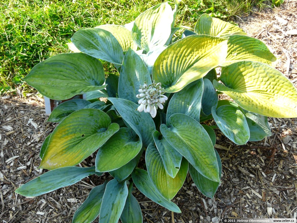 Hosta hybr. Buckshaw Blue hosta