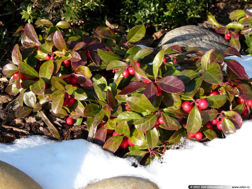Gaultheria procumbens libavka polehlá Gaultheria repens