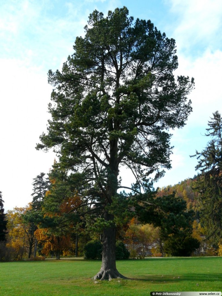 Pinus cembra borovice limba Pinus montana